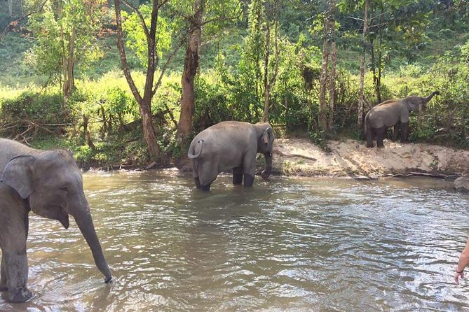 Half day Elephants in Nature Experience (Morning) - FAQ