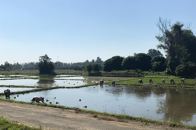 Half-day Ping River and rice paddies E-bike adventure (flat land, GUIDED) - Why This Tour Works for Different Types of Travelers