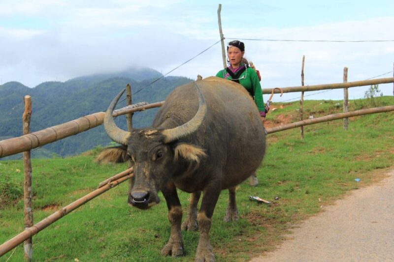 Hanoi: 3-Day Sapa Trek with Homestay - Authentic Experiences and Practical Tips