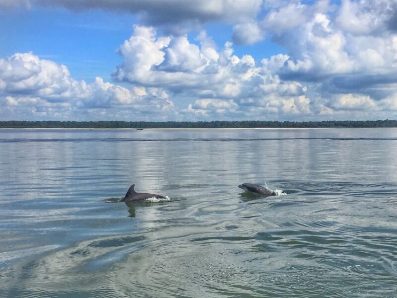 Hilton Head Island: 1.5-Hour Guided Small-Group Kayak Tour - Practical Information & Tips