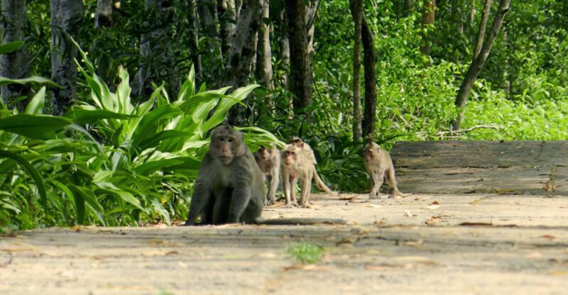 Ho Chi Minh: Private Can Gio Mangrove Forest Day Tour - How the Tour Delivers Value