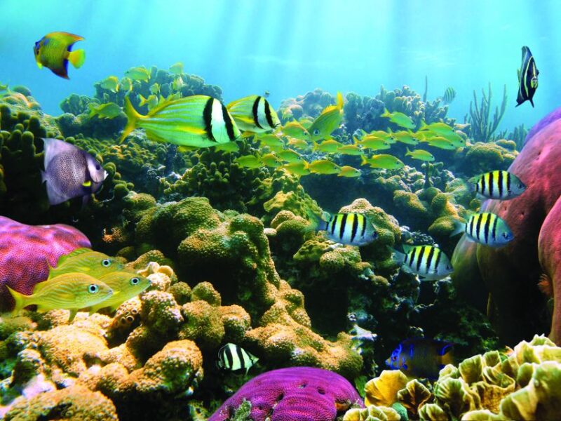 Honokohau: Kona Snorkel and Sail with Drinks and Snacks - What’s Included (and What You Need to Know)