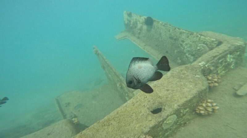 Honolulu: Beginner Scuba Diving Tour With Free Videos - The Itinerary in Detail