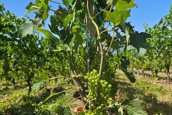 Immersion in the Geneva vineyards by tuktuk with tasting - The Sum Up