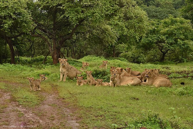 Jeep Safari: A Skip the line access to Devalia Safari Park India - The Sum Up