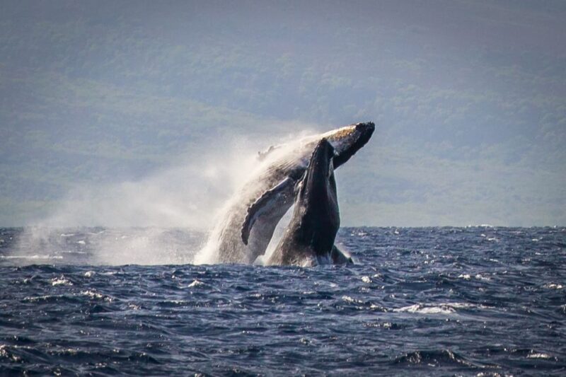 Kaanapali: Whale Watching Cruise with Open Bar - What Makes This Tour a Good Choice?