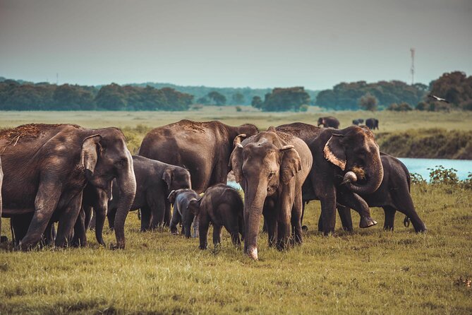 Kandy to Trincomalee Shuttle & Safari Drive - Practical Considerations