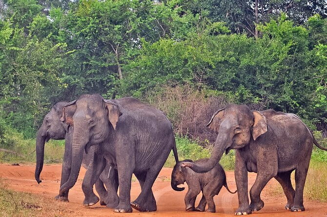Kanneliya Rain Forest Tour - Authenticity and Reviews: What Others Say