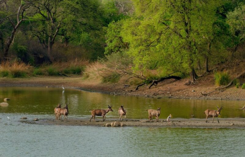 Kathmandu: 3-Day Wildlife, Culture and Jungle Safari Tour - The Experience: What Youll Love