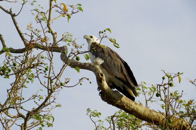 Kaudulla National Park Safari | Jeep with Tickets - The Sum Up: Why This Safari Is a Solid Choice