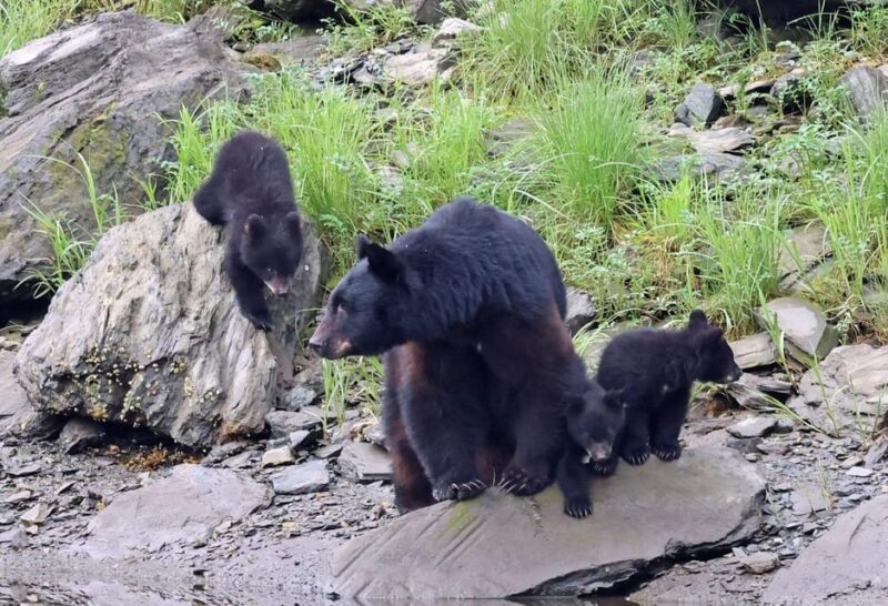 Ketchikan: Alaska Native Cultural and Scenic Shore Excursion - The Sum Up