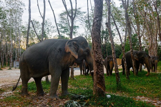 Khao Lak Eco-Safari: Elephants, Tsunami Museum, and Turtles - The Experience of the Guides