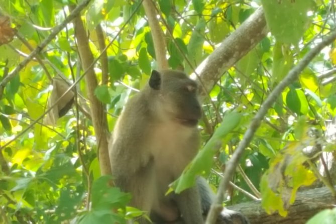 Khao Lak Mangrove Explorers - Practical Details and What It Means for You