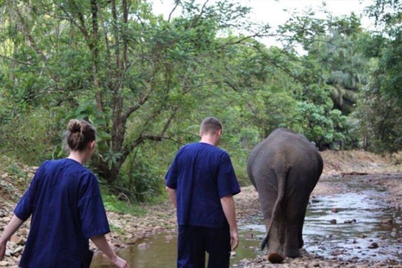 Khao Lak: Unique Dusk Ethical Elephant Sanctuary Experience - The Value of the Experience