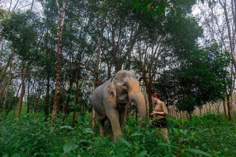 Khaolak: Begin the Day with Elephants - Walk and Feed Tour - A Few Words from Past Participants
