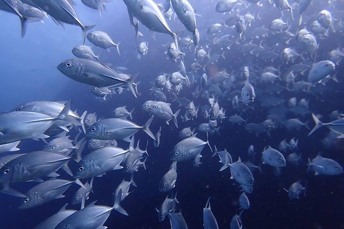 Koh Samui 2-Dive Trip to Sail Rock for certified divers - Frequently Asked Questions (FAQs)