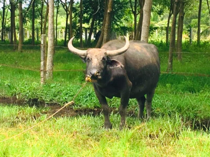 Koh Yao Noi: The Local Way of Life Eco Half-Day Tour - Practical Details and Value