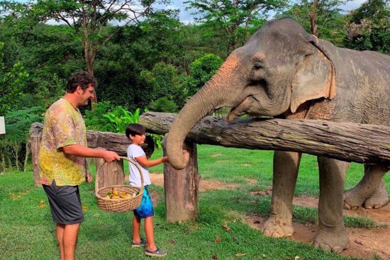 Krabi: Khao Sok Elephant Sanctuary, Rafting Tour, and Lunch - The Sum Up
