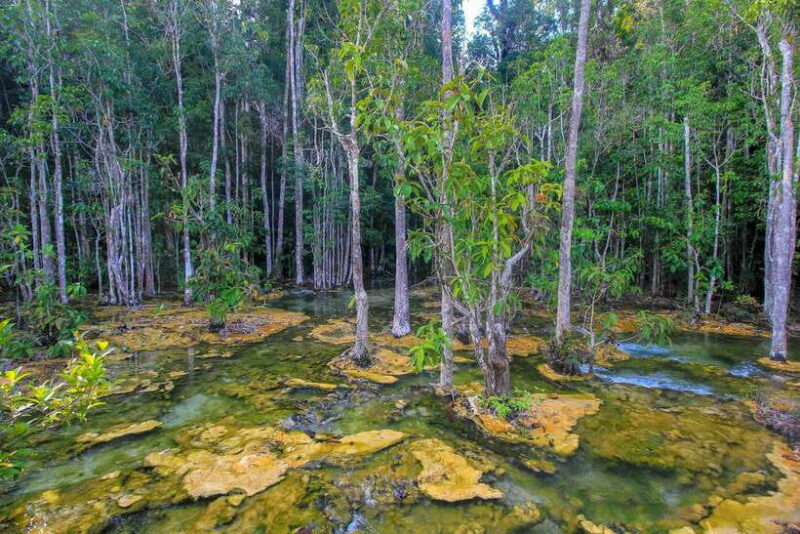 Krabi Outback Explorer to Emerald Pool & Wareerak Hotspring - The Value of This Tour
