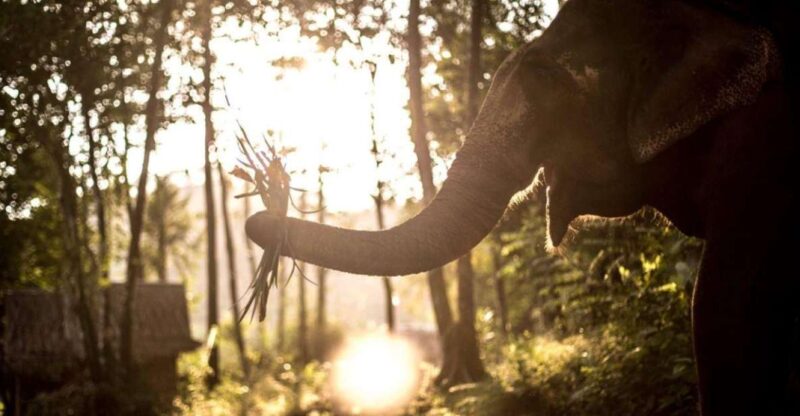 Krabi: Unique Dusk Ethical Elephant Sanctuary Experience - Who Is This Tour Best For?