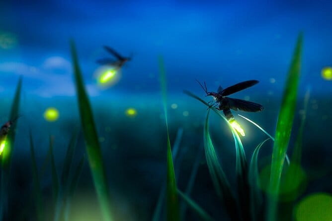 Kuala Selangor Firefly Blinkings Private Tour with Seafood Dinner - Authentic Experiences Highlighted by Travelers