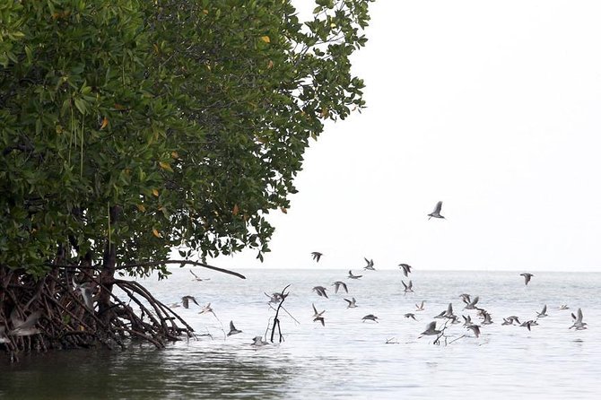 Lanta Old Town and Mangrove Forest Sightseeing Tour - The Mangrove Boat Adventure