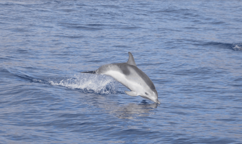 Lanzarote: Sea Safari Experience - Who Might Want to Consider Alternatives?