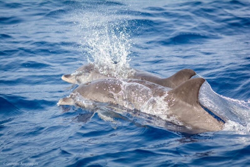Lanzarote: Whale and Dolphin Watching Eco-Friendly Catamaran - FAQ