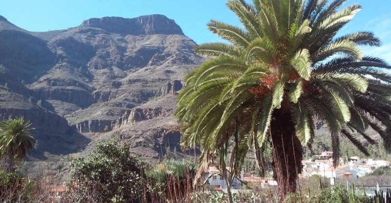 Las Palmas: 8-Hour Gran Canaria Island Highlights Tour - Transportation and Guide