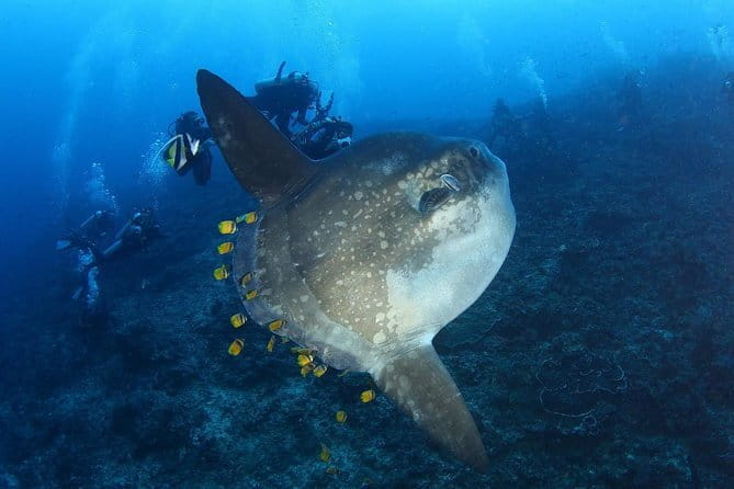 Lembongan Snorkeling at Manta Point Crystal Bay and Mangrove - The Sum Up