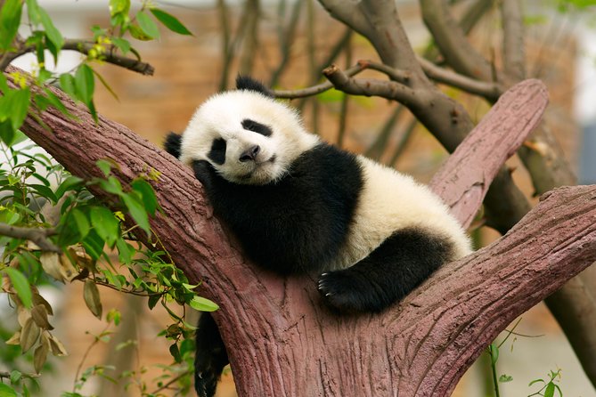 LIVE Streaming: Meet Pandas at Chengdu Research Base of Giant Panda Breeding - Authentic Insights from Reviews
