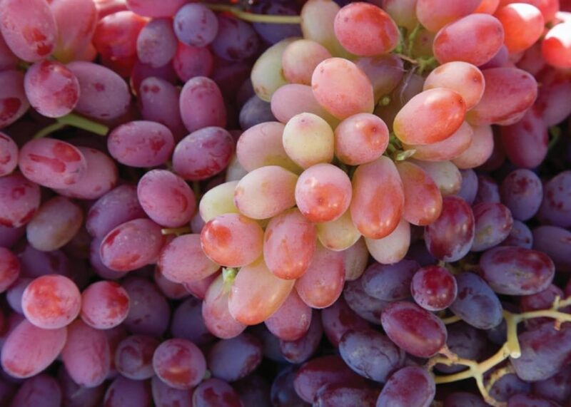 Lodi: Wine Tasting Tour Private Customized 1 -14 Group - Authentic Experiences and Traveler Insights