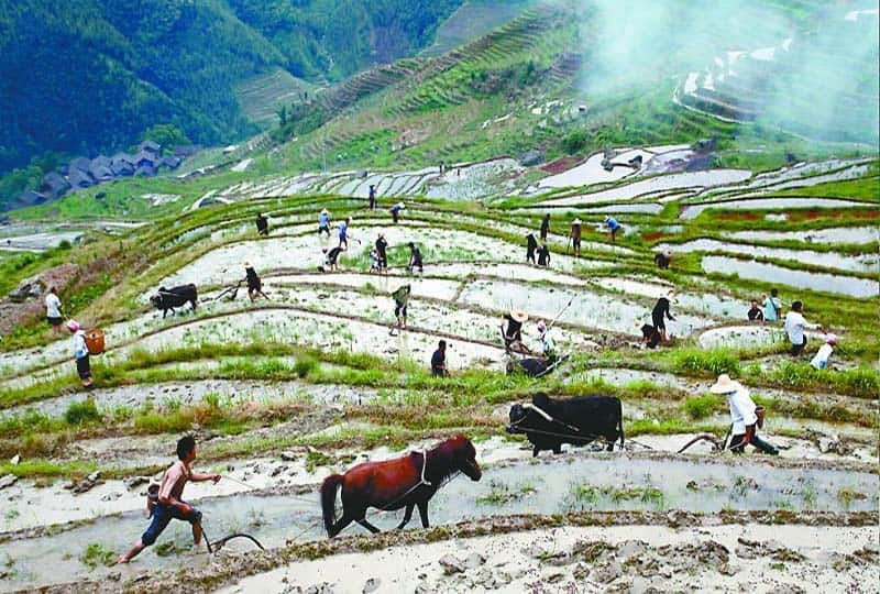 Longsheng Ethnic Minority & Rice Terraces Full-Day Tour - Practical Details and Value