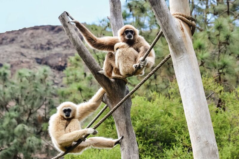 Maspalomas: Palmitos Park Ticket with Dolphin and Bird Shows - Final Thoughts