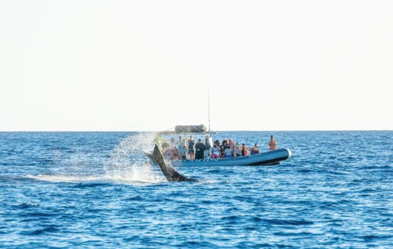 Maui: Guided Whale Watching Tour on Eco Raft - The Value of This Tour