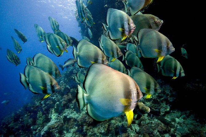 Menjangan island for Certified Scuba Divers full day boat trip, 2 dives + lunch - The Authenticity and Quality: What Reviews Say