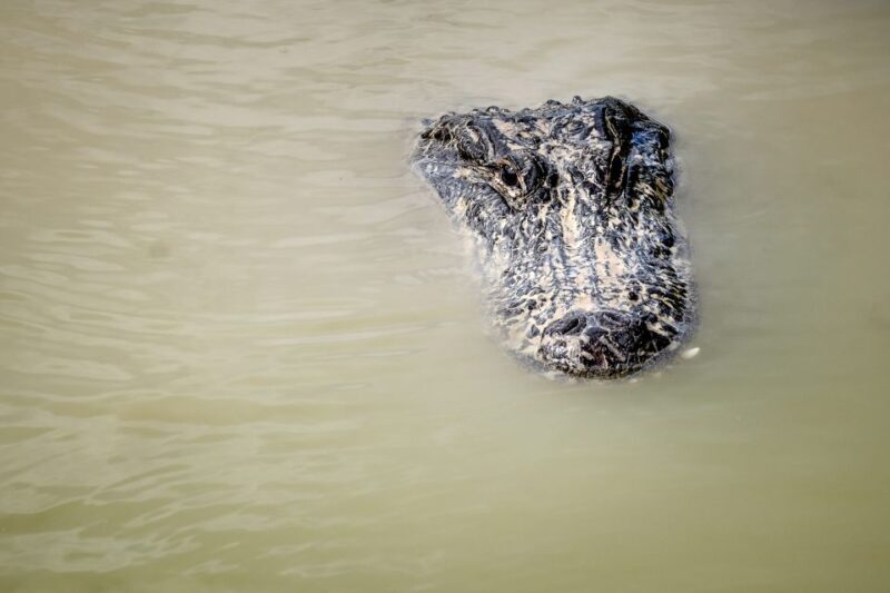 Miami: Everglades Airboat & Animal Sanctuary Tour with Photo - Analyzing the Value