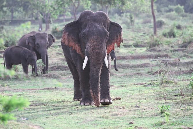 Minneriya National Park Safari from Habarana - The Sum Up
