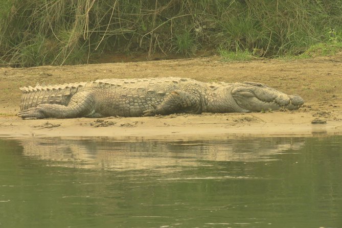 Mission Tiger, 4 days tour inside Chitwan National Park. - The Value in Context