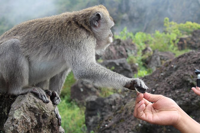 Mount Batur Sunrise Trekking - The Value Proposition: Is It Worth It?