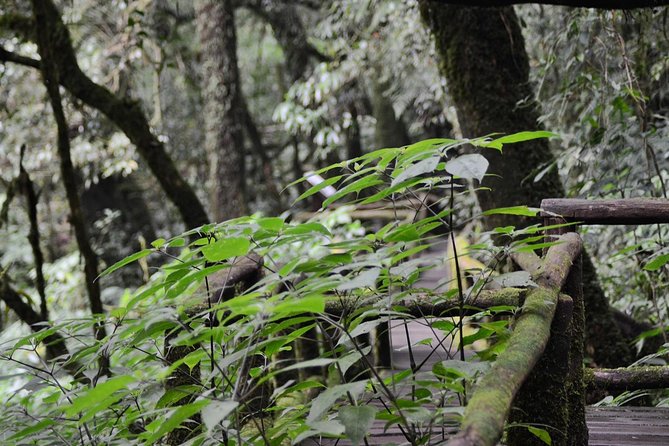 Mount Doi Inthanon Hiking & Bird Watching - What Do Travelers Say?