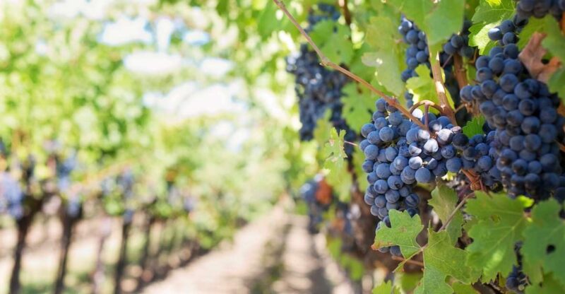 Mt Etna Private guided walking Tour with Wine Tasting - What Makes This Tour Stand Out?
