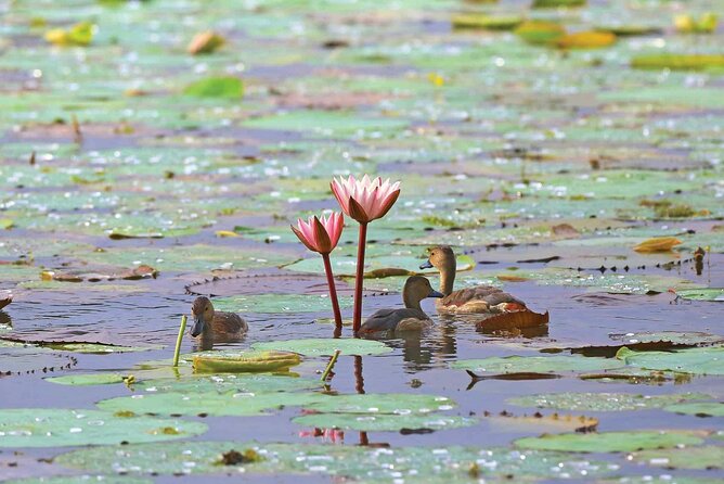 Muthurajawela Bird Watching Tour from Negombo / Colombo - Additional Details & Practical Tips