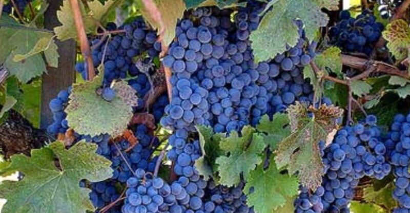 Napa: St. Francis Winery & Vineyards Wine Tour with Tasting - Final Thoughts