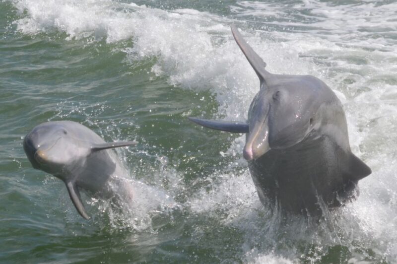 Naples, FL: Manatee, Dolphin, 10,000 Islands Beach Eco Tour - FAQ
