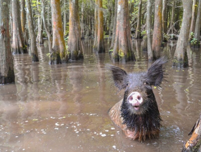New Orleans: Airboat or Pontoon Boat Cruise with Transfers - The Experience Provider: Nawlins Luxury Tours