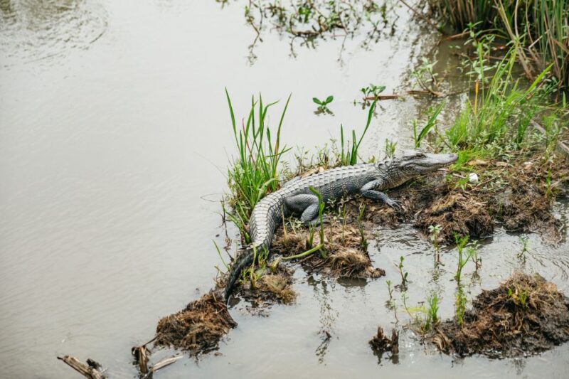 New Orleans: Oak Alley Plantation and Swamp Cruise Day Trip - What Makes This Tour Stand Out?