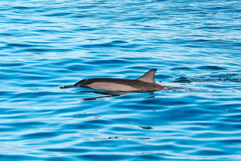 Oahu Dolphin Watch, Turtle Snorkel, Waterslide Activities - The Boat and Group Atmosphere