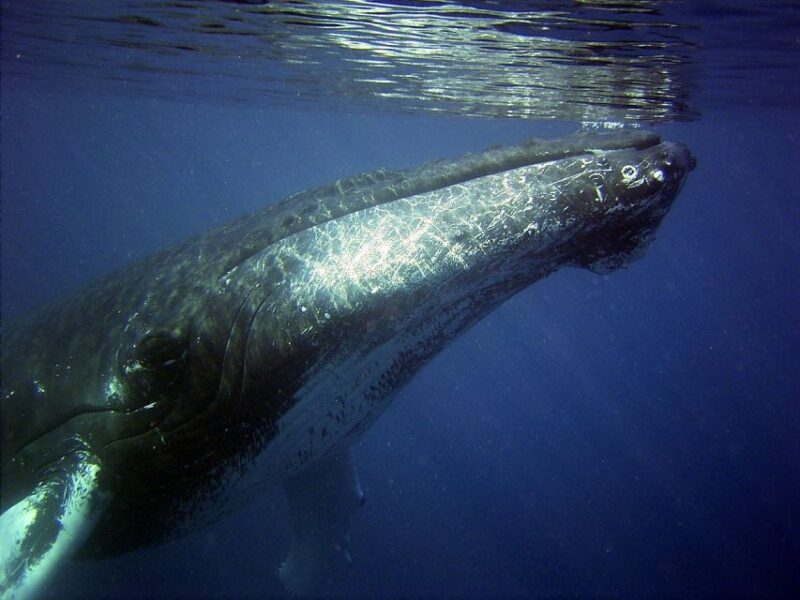 Oahu: Honolulu Whale Watching Cruise - Authentic Experiences and Traveller Insights