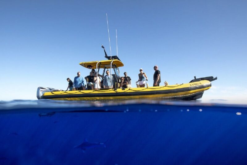Oahu: North Shore Marine Life Tour from Haleiwa - The Overall Experience: Pros and Cons